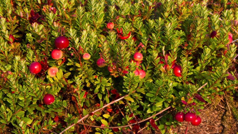 11 Berry Bushes You Can Plant in Early Spring