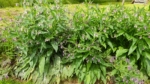How to Make Homemade Comfrey Fertilizer in X Steps