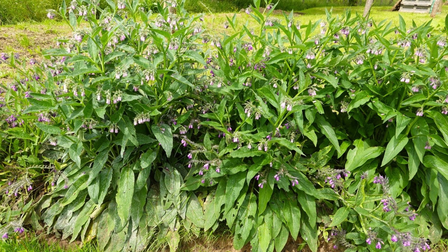 How to Make Homemade Comfrey Fertilizer in X Steps