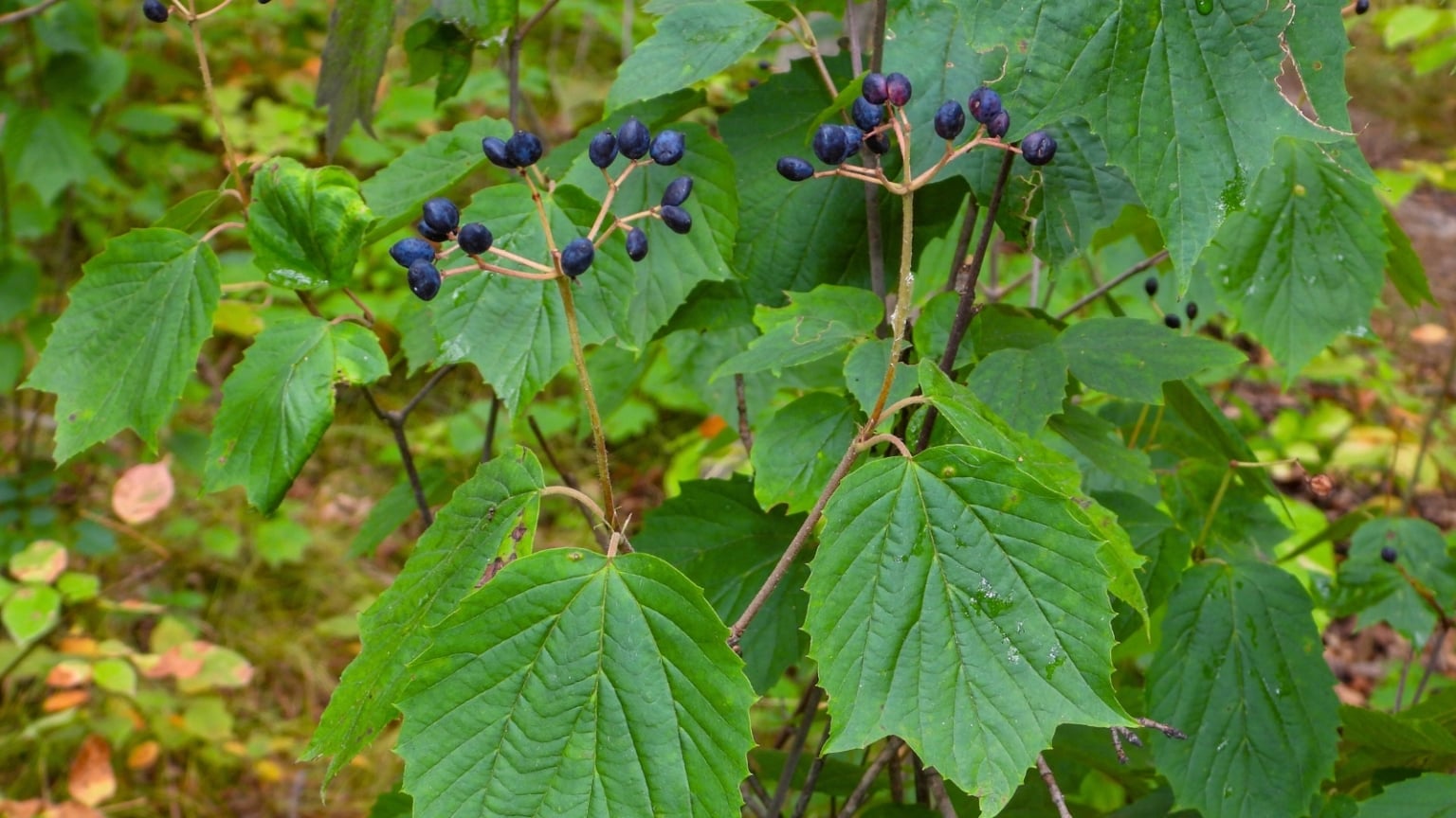 15 Native Woodland Plants to Grow This Spring