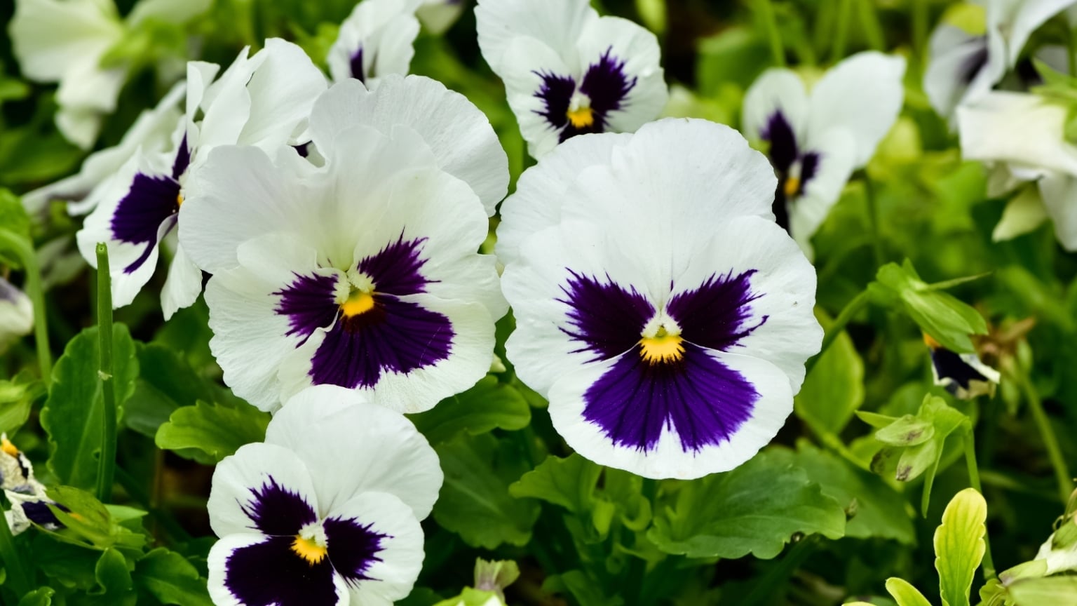 15 Annual Flowers That Bloom in Early Spring