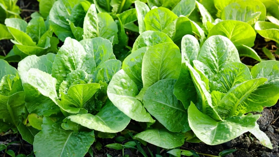 15 Easy-to-Grow Lettuce Varieties for Beginner Gardeners