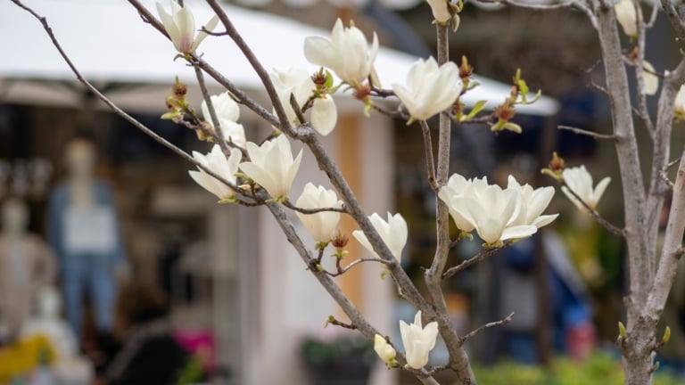 How to Plant, Grow, and Care for Star Magnolia Trees