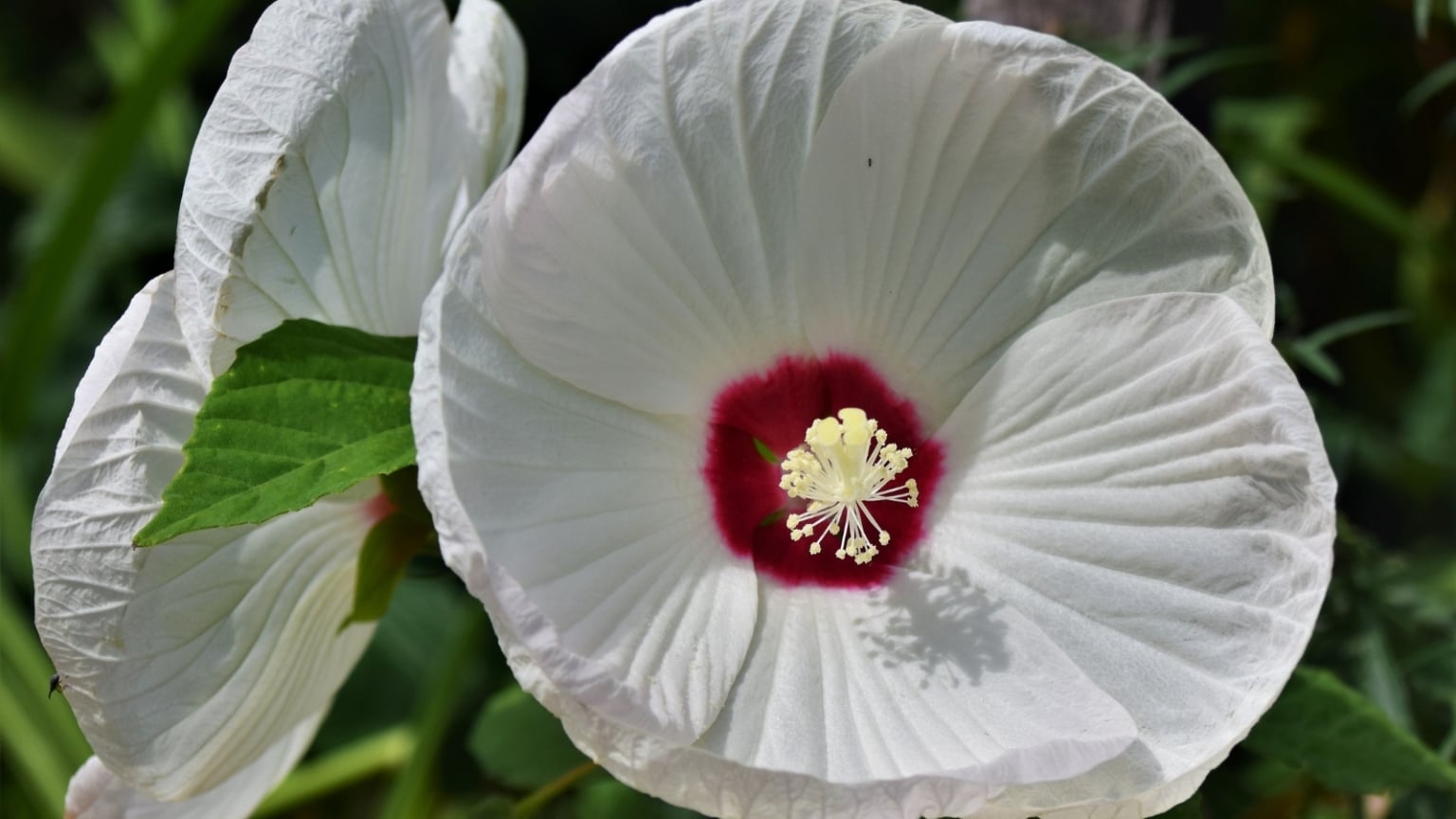 How to Plant, Grow, and Care for 'Luna' Hibiscus