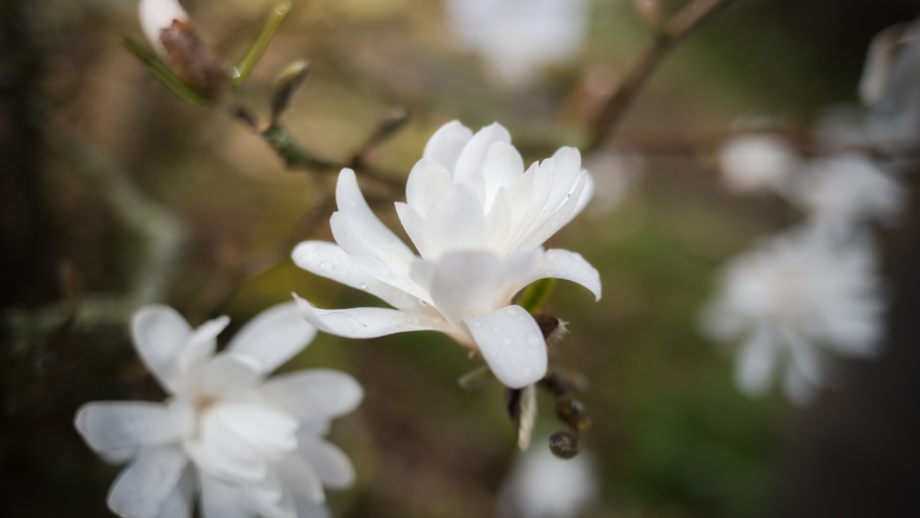 How to Plant, Grow, and Care for Star Magnolia Trees