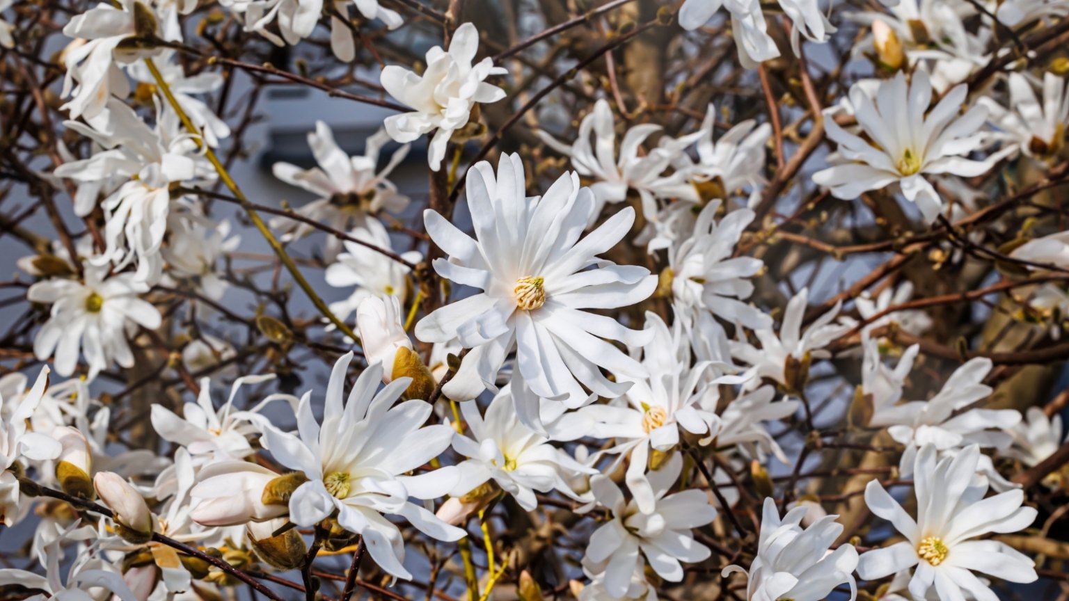 How to Plant, Grow, and Care for Star Magnolia Trees