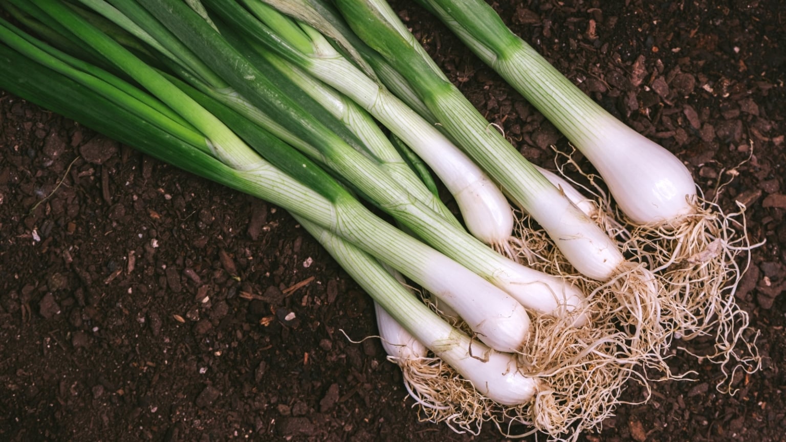 How To Plant, Grow, and Care for Green Onions or Scallions
