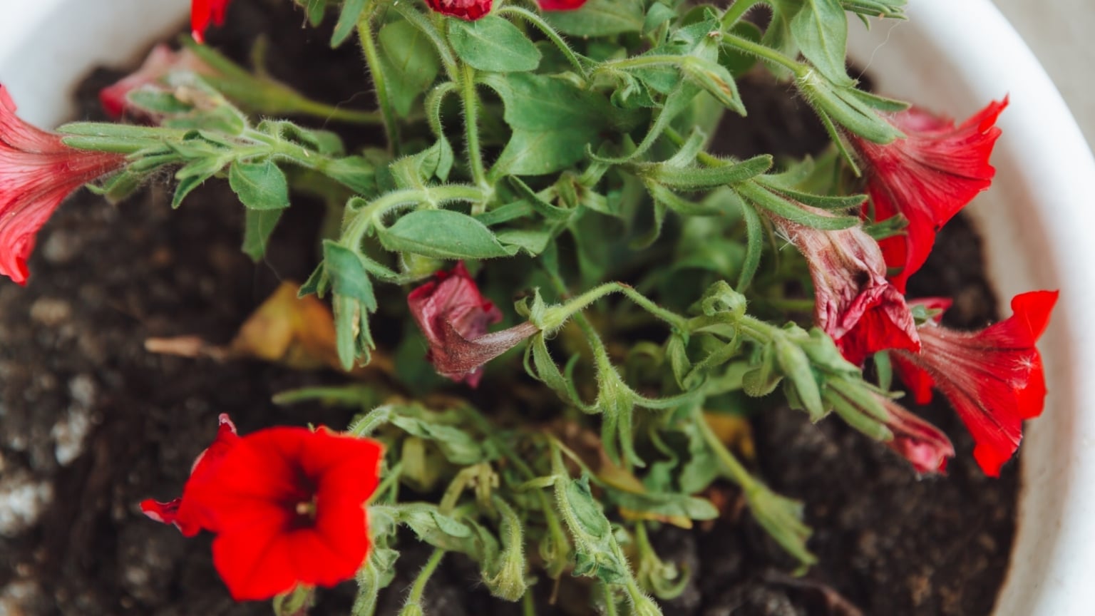 How to Plant, Grow, and Care for Supertunias