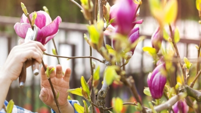 How to Plant, Grow, and Care for Saucer Magnolia Trees