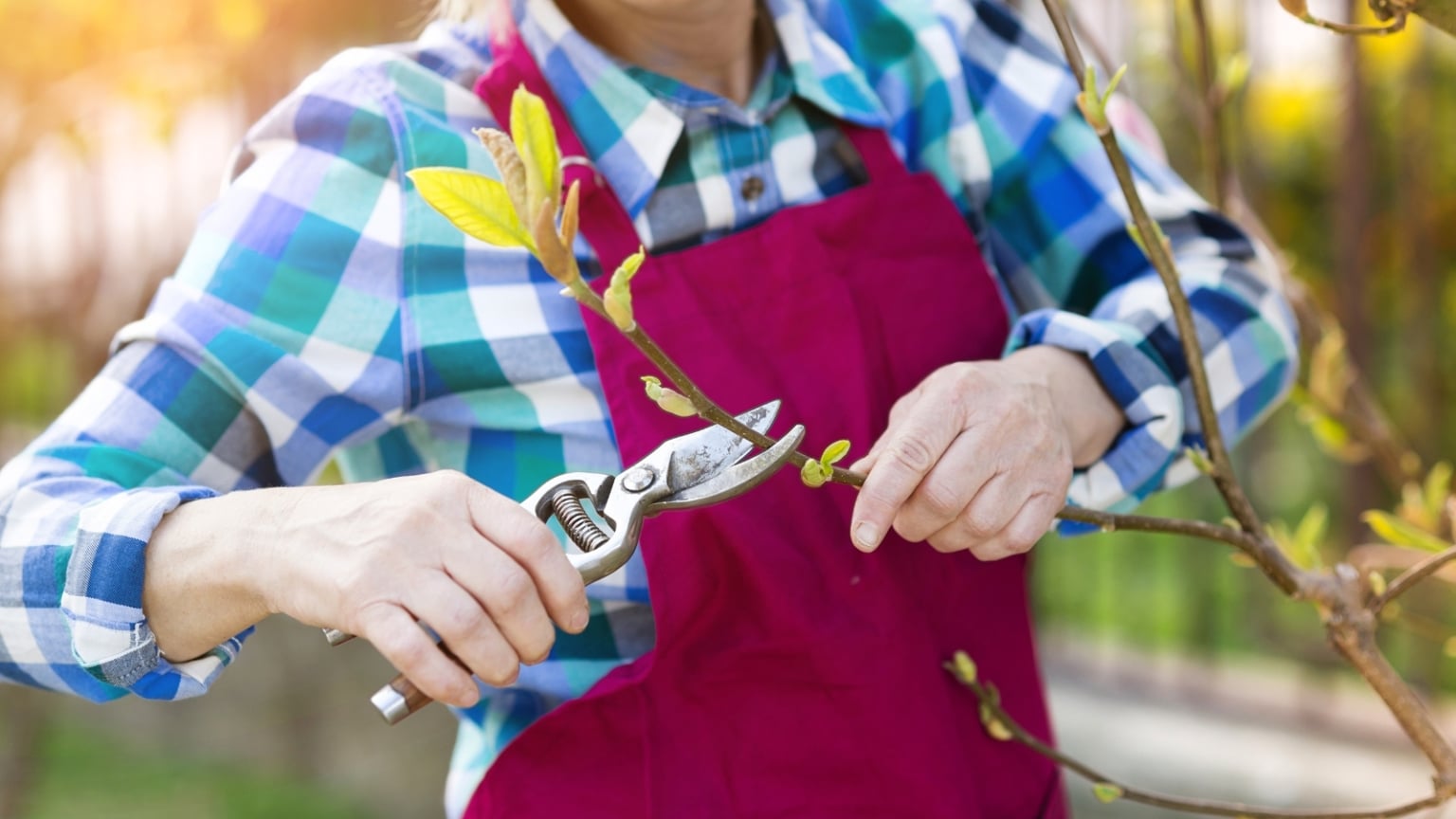 How to Plant, Grow, and Care For Lily Magnolia Trees