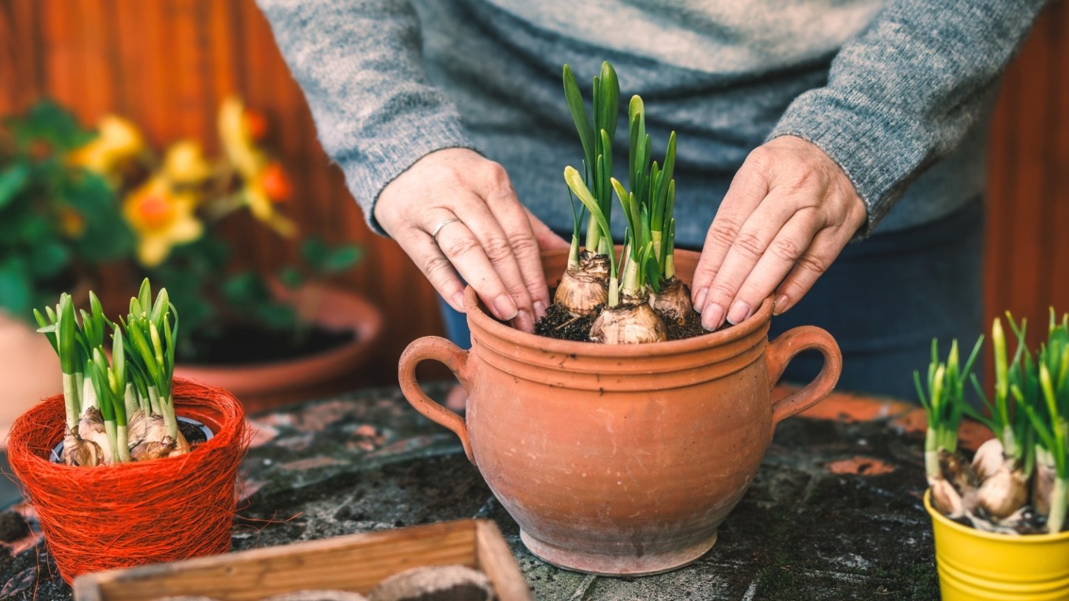 11 Tips For Growing Allium in Pots or Containers