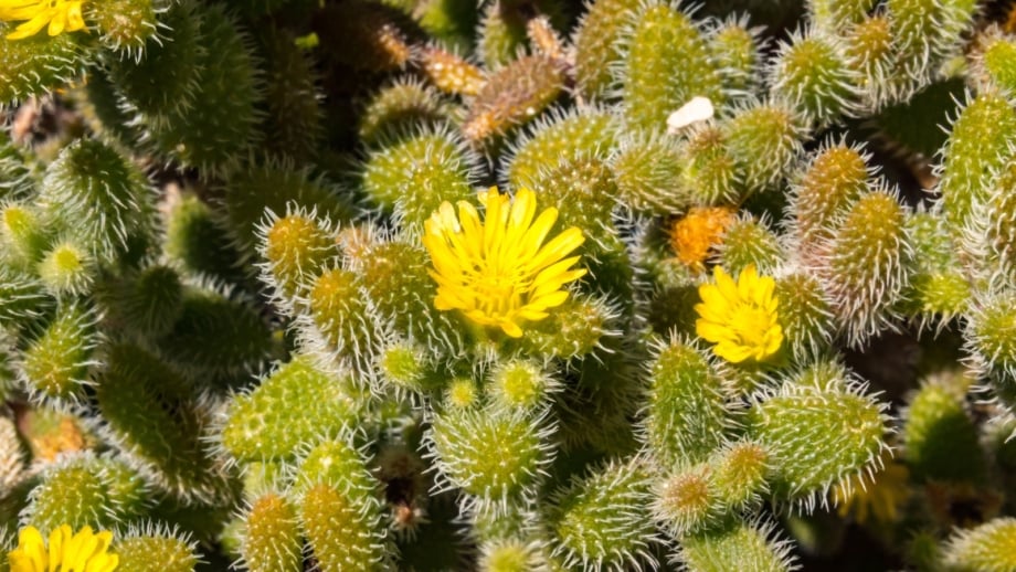 How to Plant, Grow, and Care for Pickle Plants