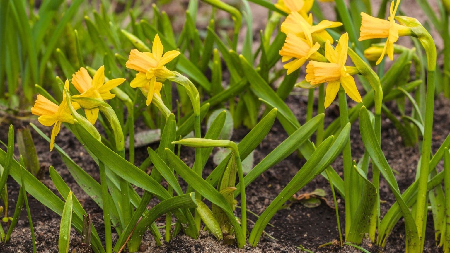 How to Plant, Grow, and Care For ‘Tête à Tête’ Daffodils