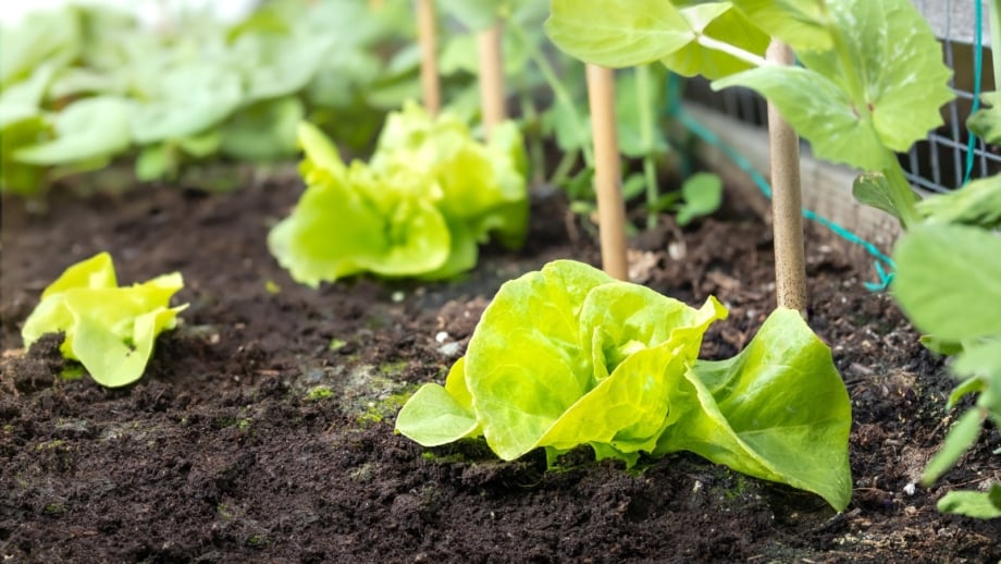 How to Plant, Grow, and Care for Bibb Lettuce