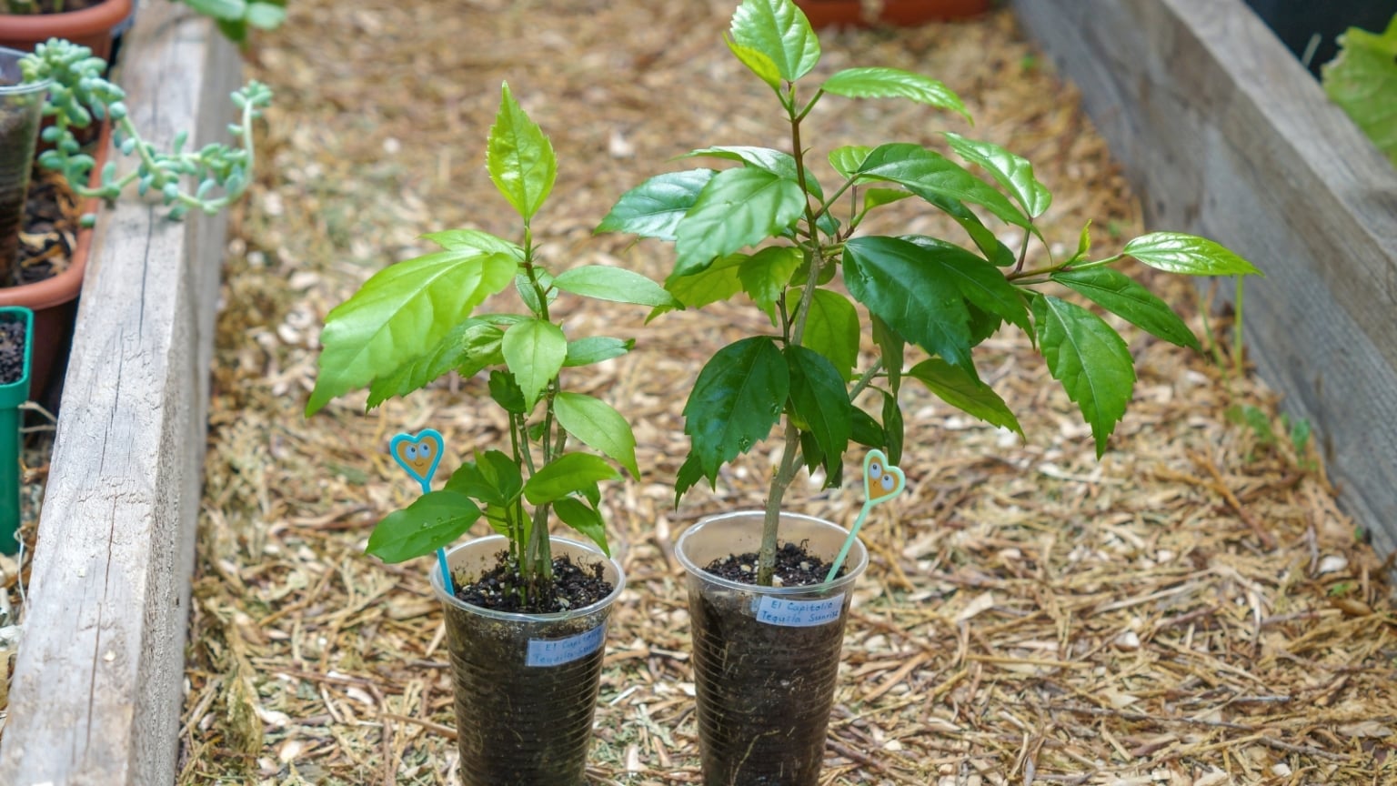How to Plant, Grow, and Care for 'Luna' Hibiscus