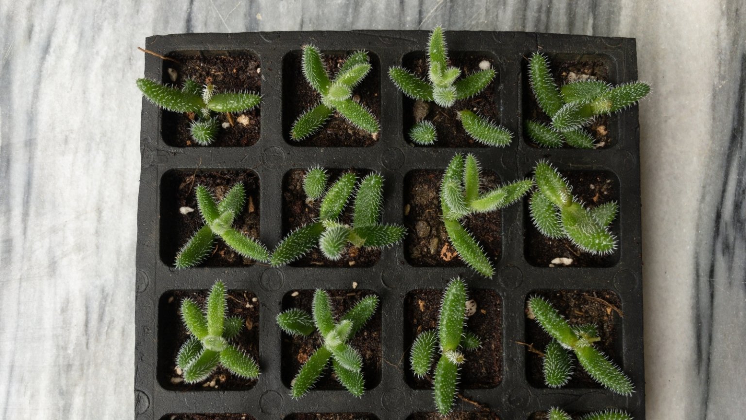 How to Plant, Grow, and Care for Pickle Plants