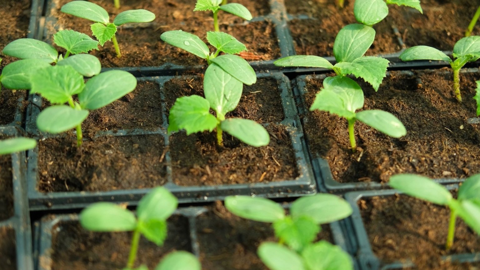 When And How To Start Cucumber Seeds Indoors
