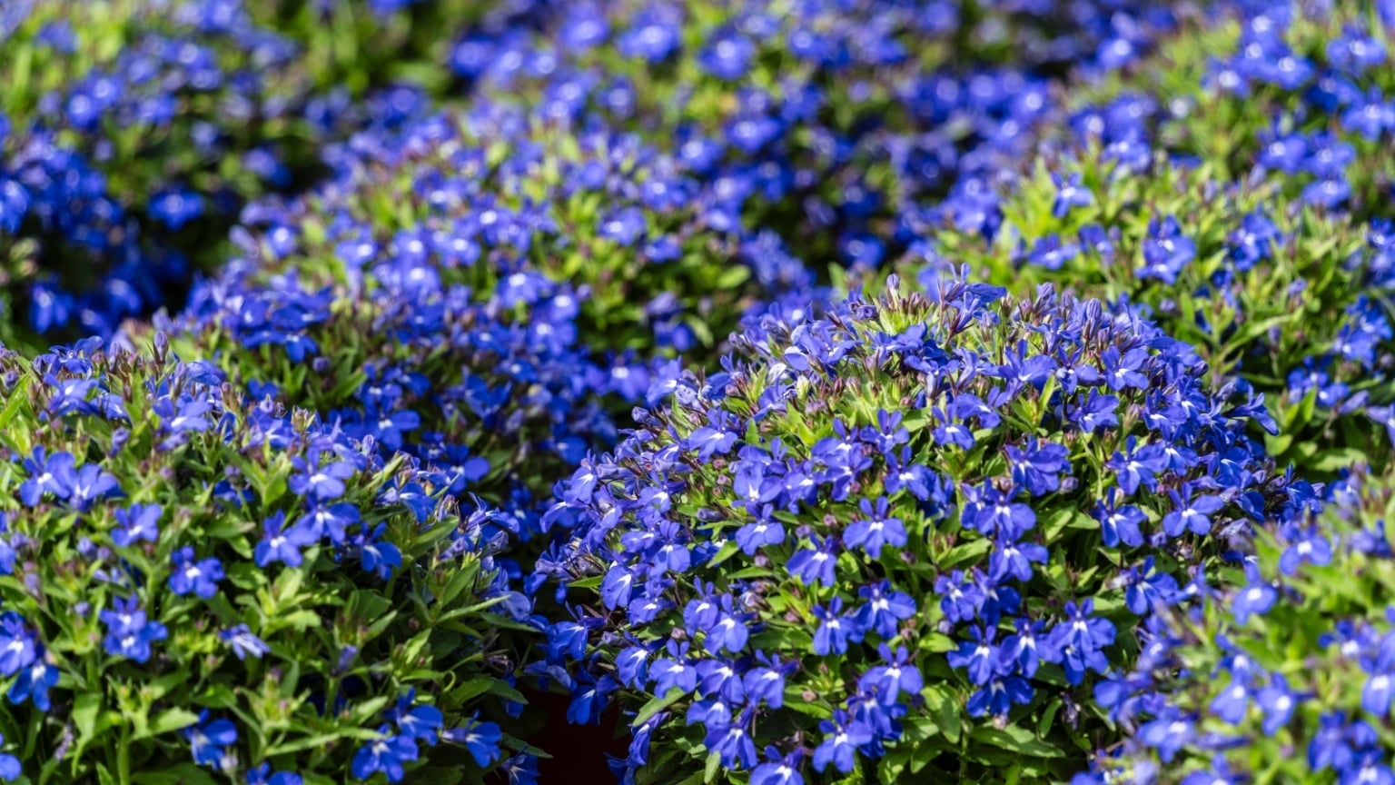 11 Best Annual Flowers for Shade