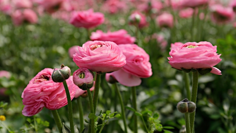 When to Plant Ranunculus Corms: Tips For Your Zone
