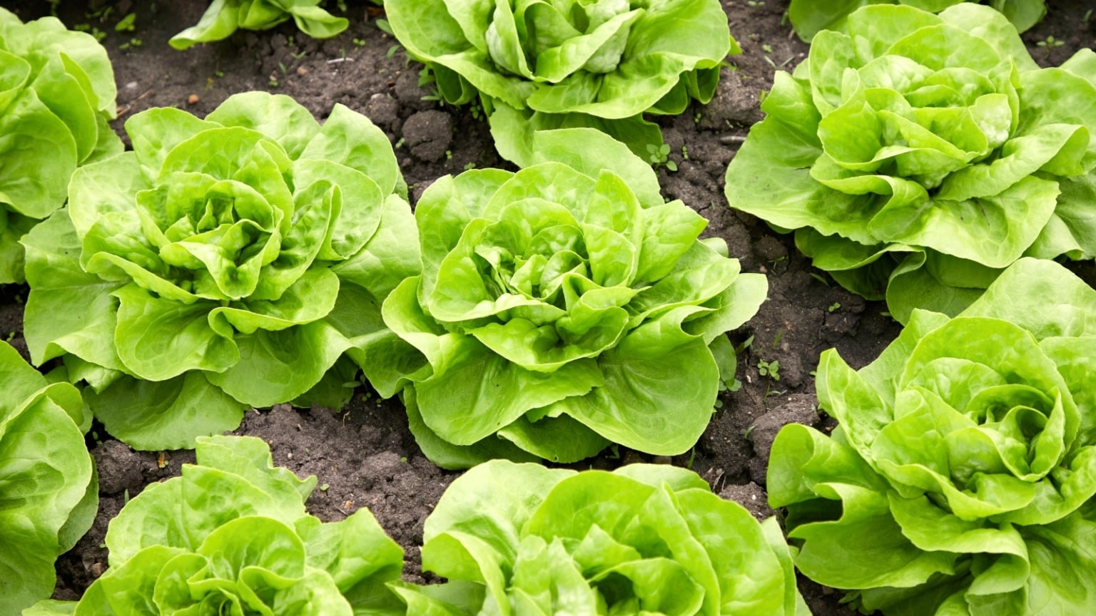 How to Plant, Grow, and Care for Bibb Lettuce