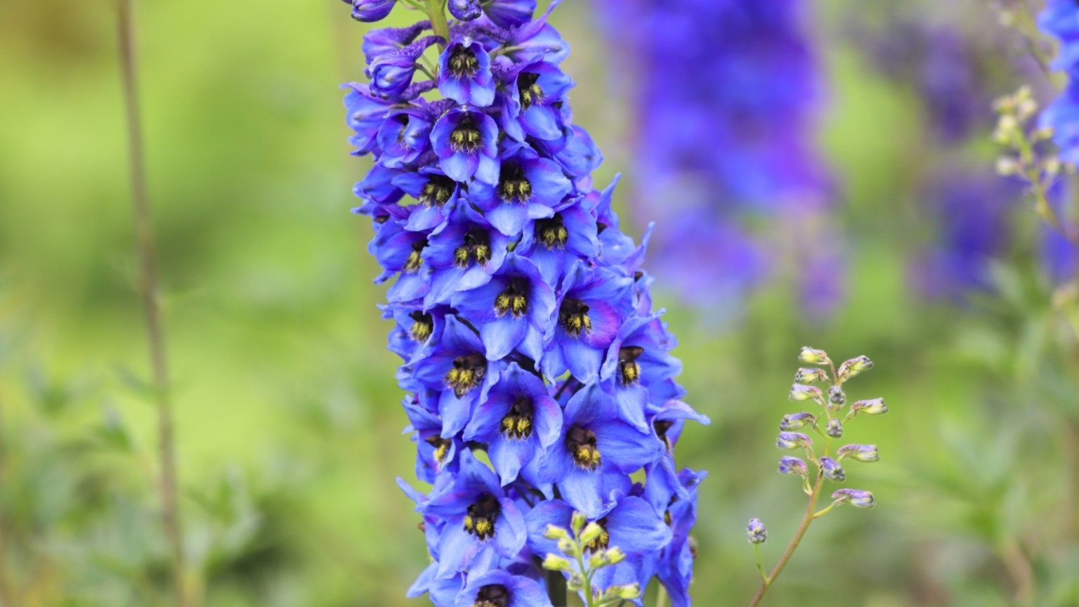 13 Beautiful Blue Delphinium Varieties to Plant This Season