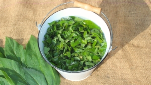 How to Make Homemade Comfrey Fertilizer in X Steps
