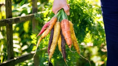 9 Colorful Carrot Varieties to Plant This Season