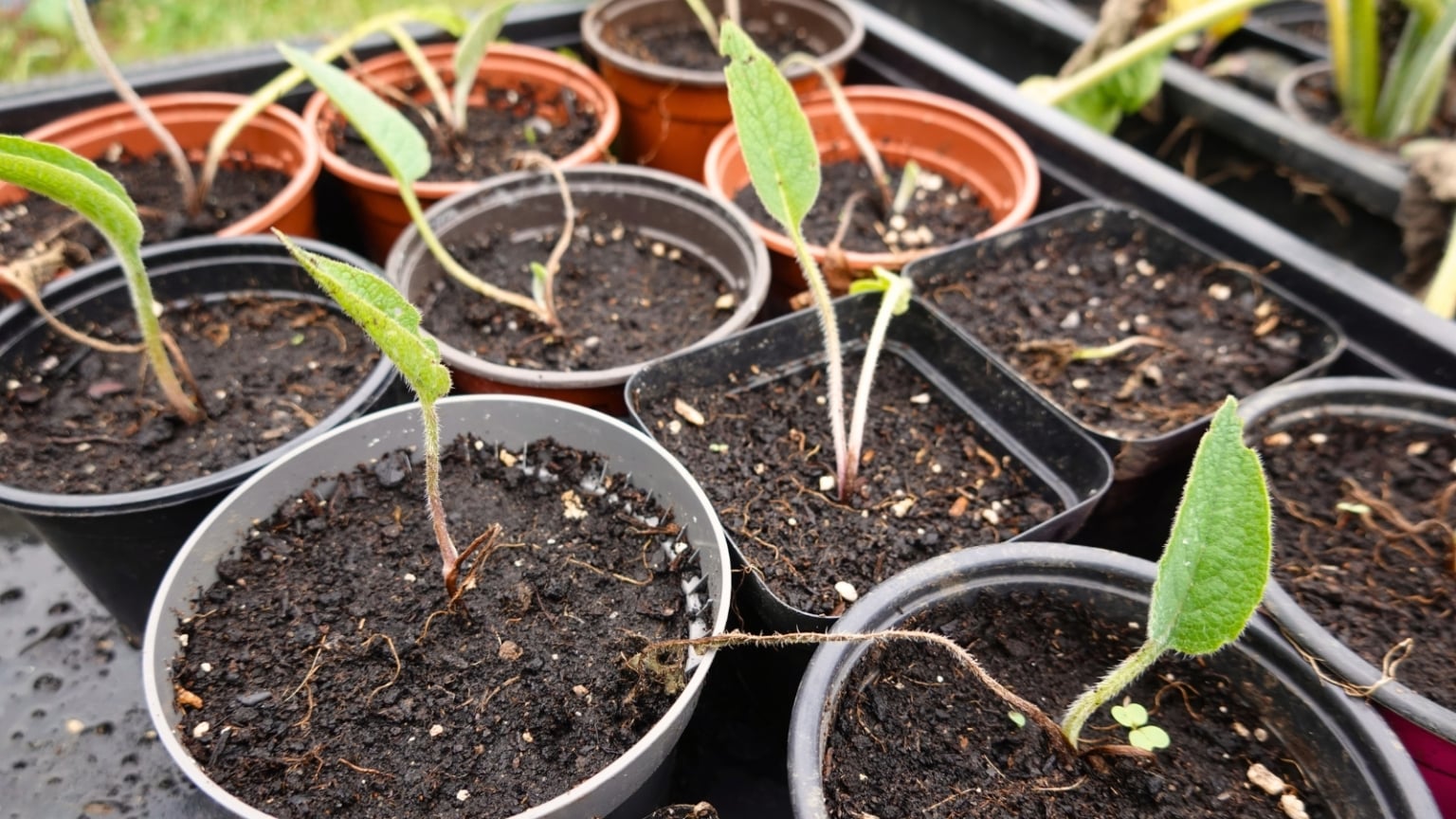 How to Make Homemade Comfrey Fertilizer in X Steps