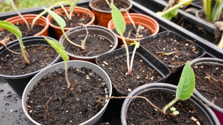 How to Make Homemade Comfrey Fertilizer in X Steps