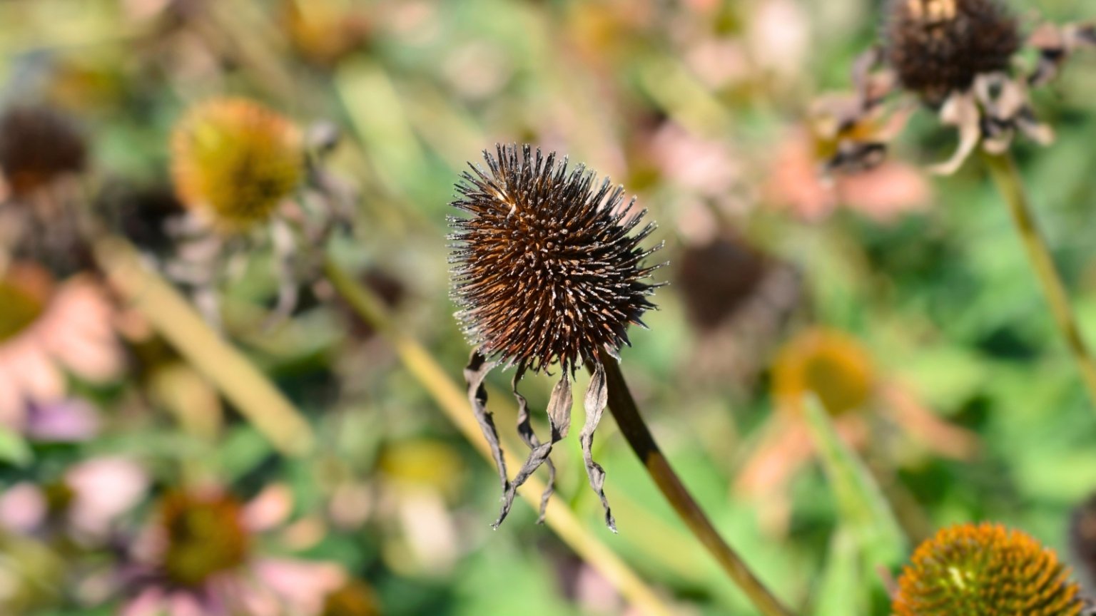 How to Grow Coneflowers From Seeds in 7 Easy Steps