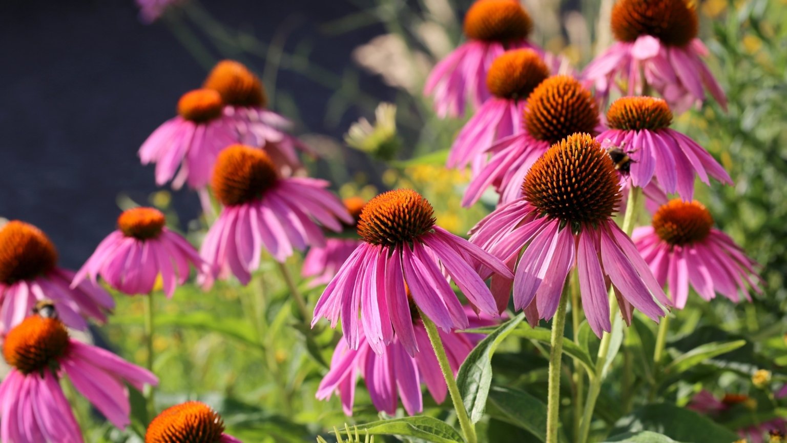 How to Grow Coneflowers From Seeds in 7 Easy Steps