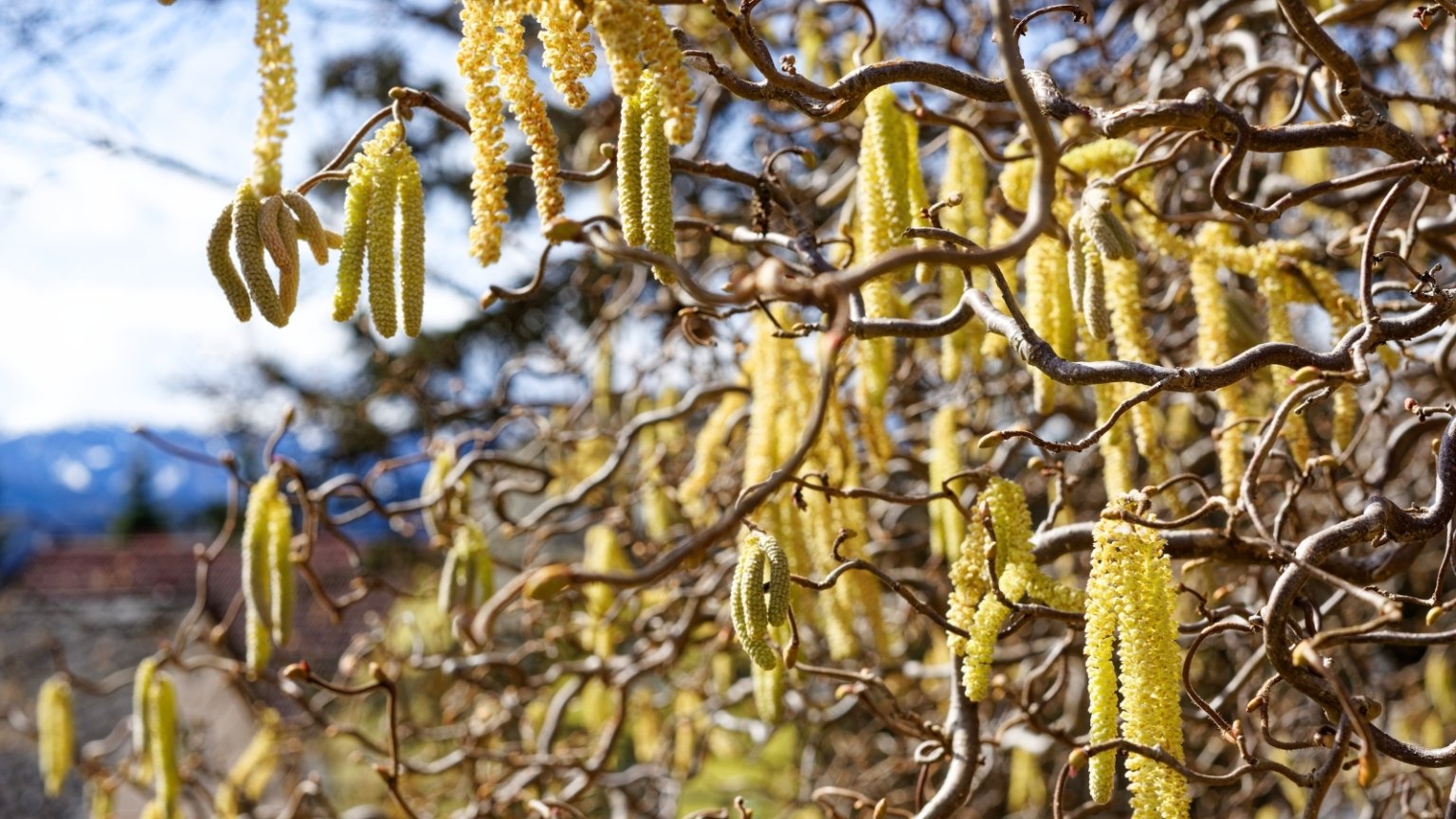 How to Plant, Grow, and Care for Contorted Hazelnut Trees
