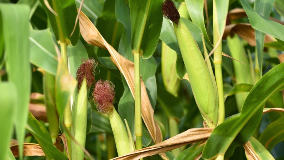 When and How to Grow Sweet Corn in the Home Garden