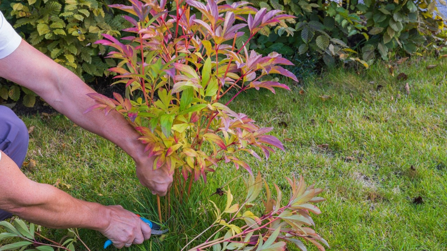 How to Divide Peonies in 5 Easy Steps