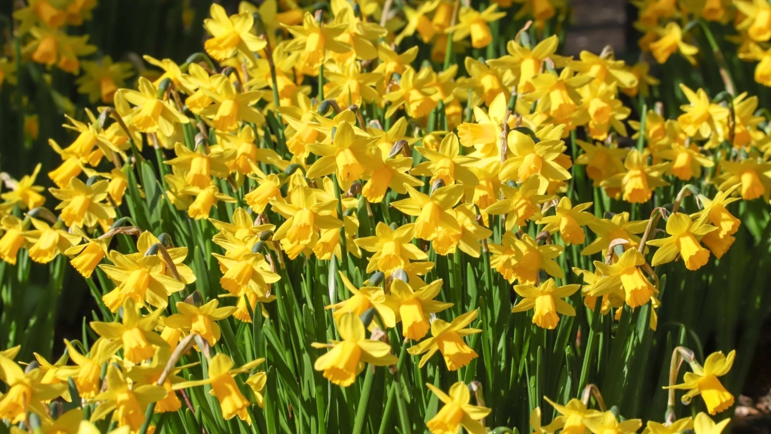 How to Plant, Grow, and Care For ‘Tête à Tête’ Daffodils