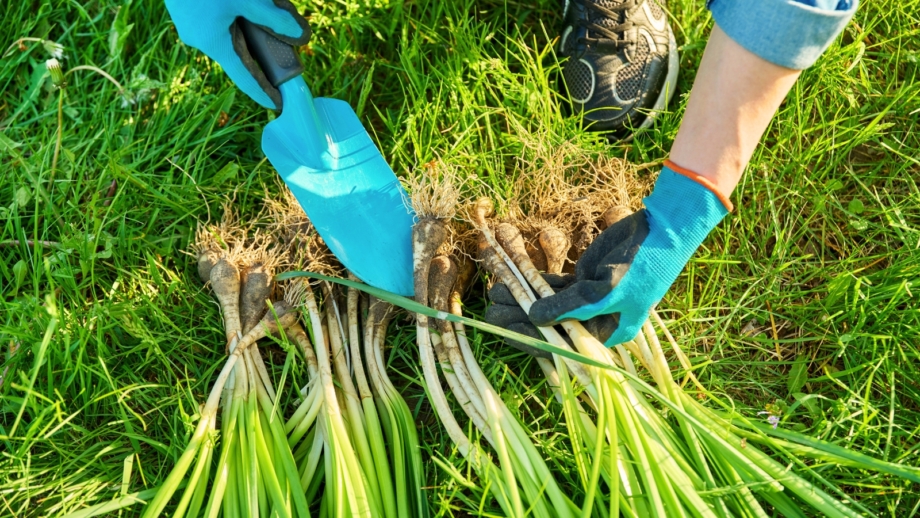 When and How to Prune Daffodils After Blooming