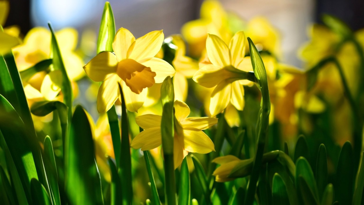 How to Plant, Grow, and Care For ‘Tête à Tête’ Daffodils