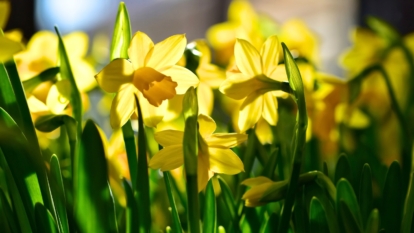 When and How to Prune Daffodils After Blooming