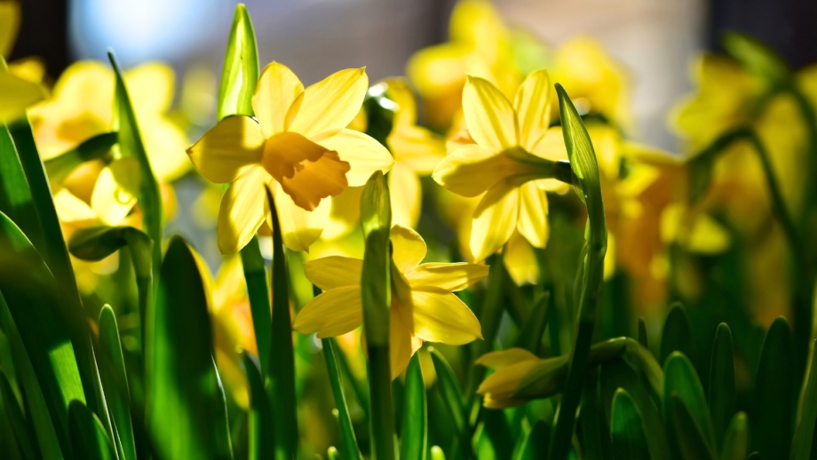 When and How to Prune Daffodils After Blooming