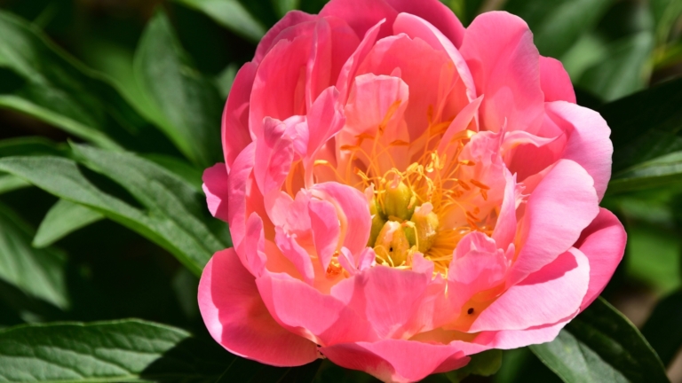 11 Early-Blooming Peonies for Your Spring Garden