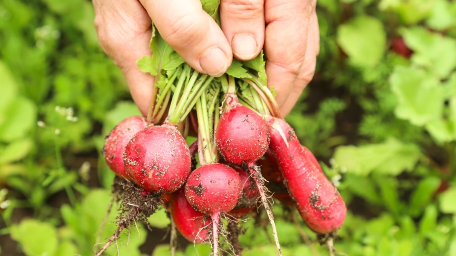 11 Early-Producing Crops to Plant Outdoors in March