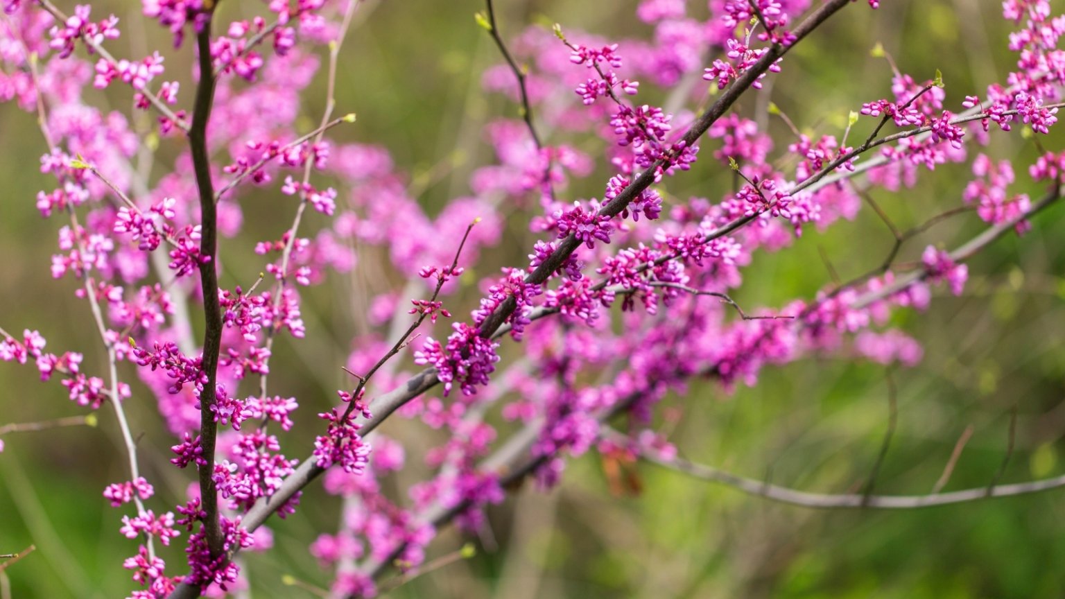 15 Early Spring Flowering Trees For Your Home Landscape