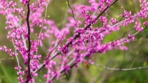 15 Early Spring Flowering Trees For Your Home Landscape