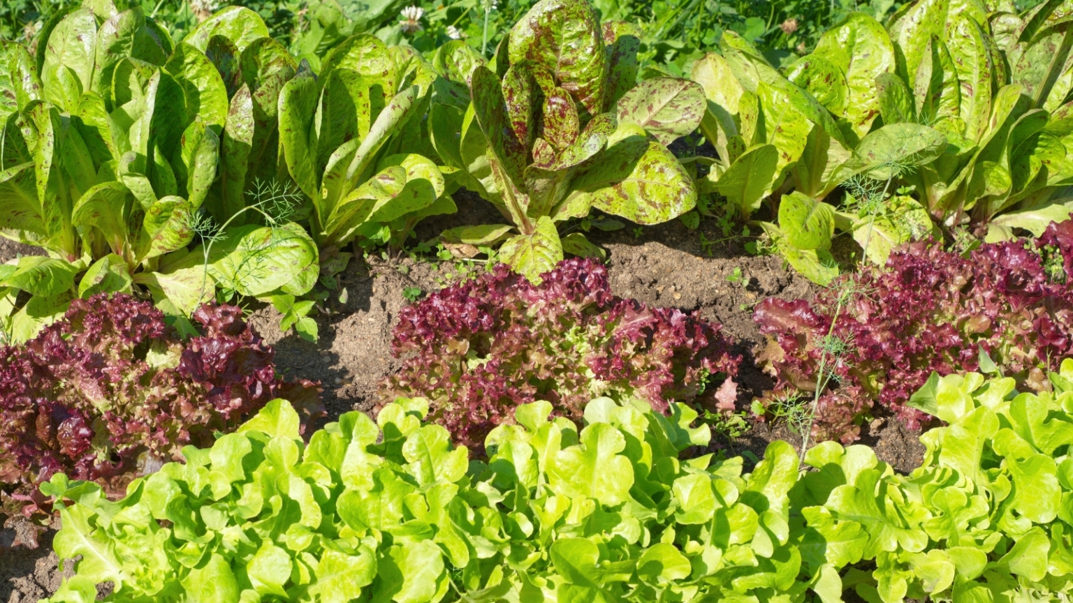 15 Easy-to-Grow Lettuce Varieties for Beginner Gardeners