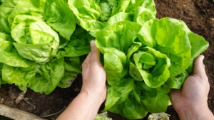 How To Grow Lettuce For Great Harvests All Year Long - Epic Gardening