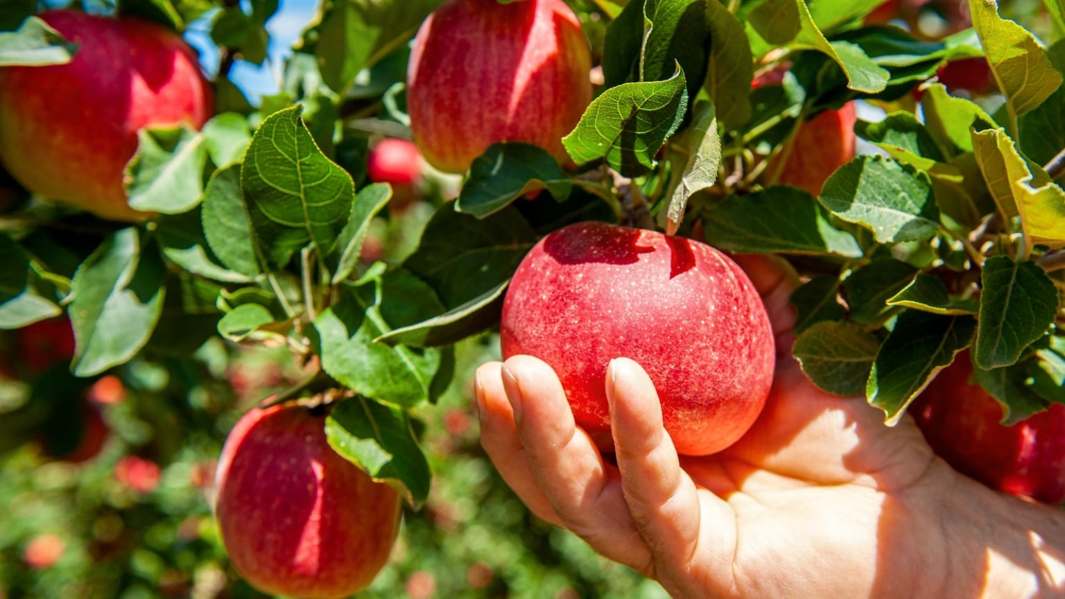 When and How to Thin Fruit Trees for Beginners
