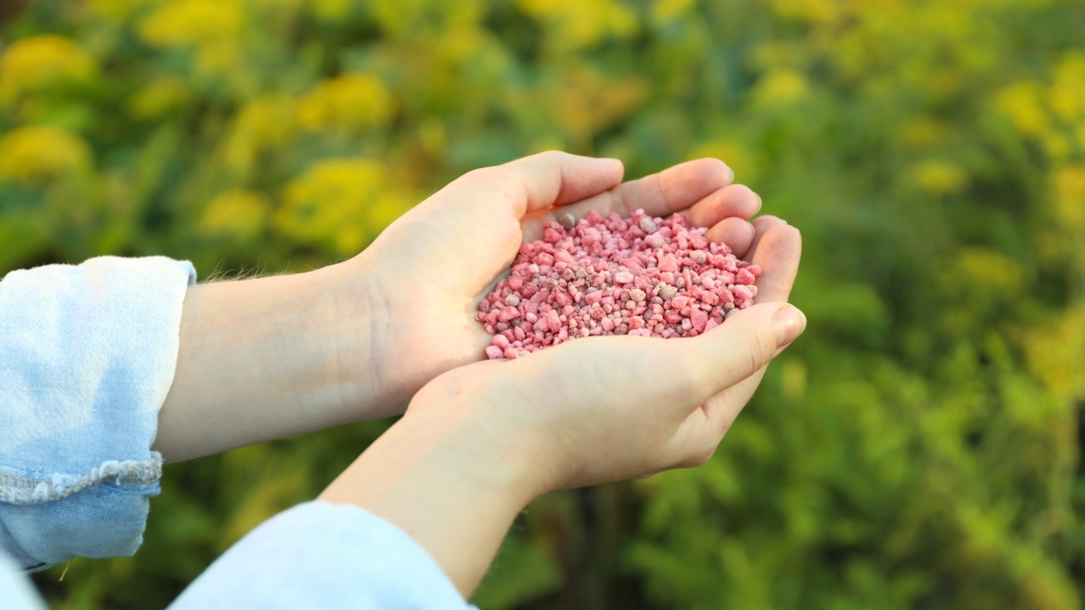 Compost Vs. Fertilizer: Differences and Garden Uses