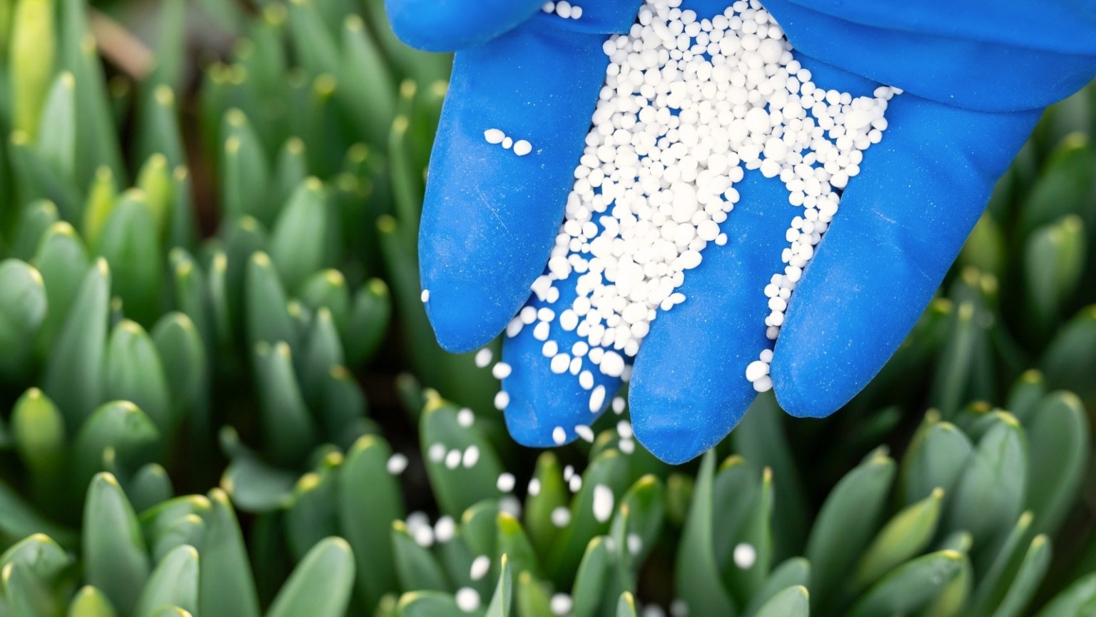 How to Plant, Grow, and Care For ‘Tête à Tête’ Daffodils