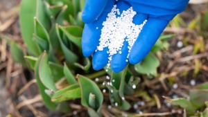 11 Pro Tips for Getting Your Tulips to Rebloom
