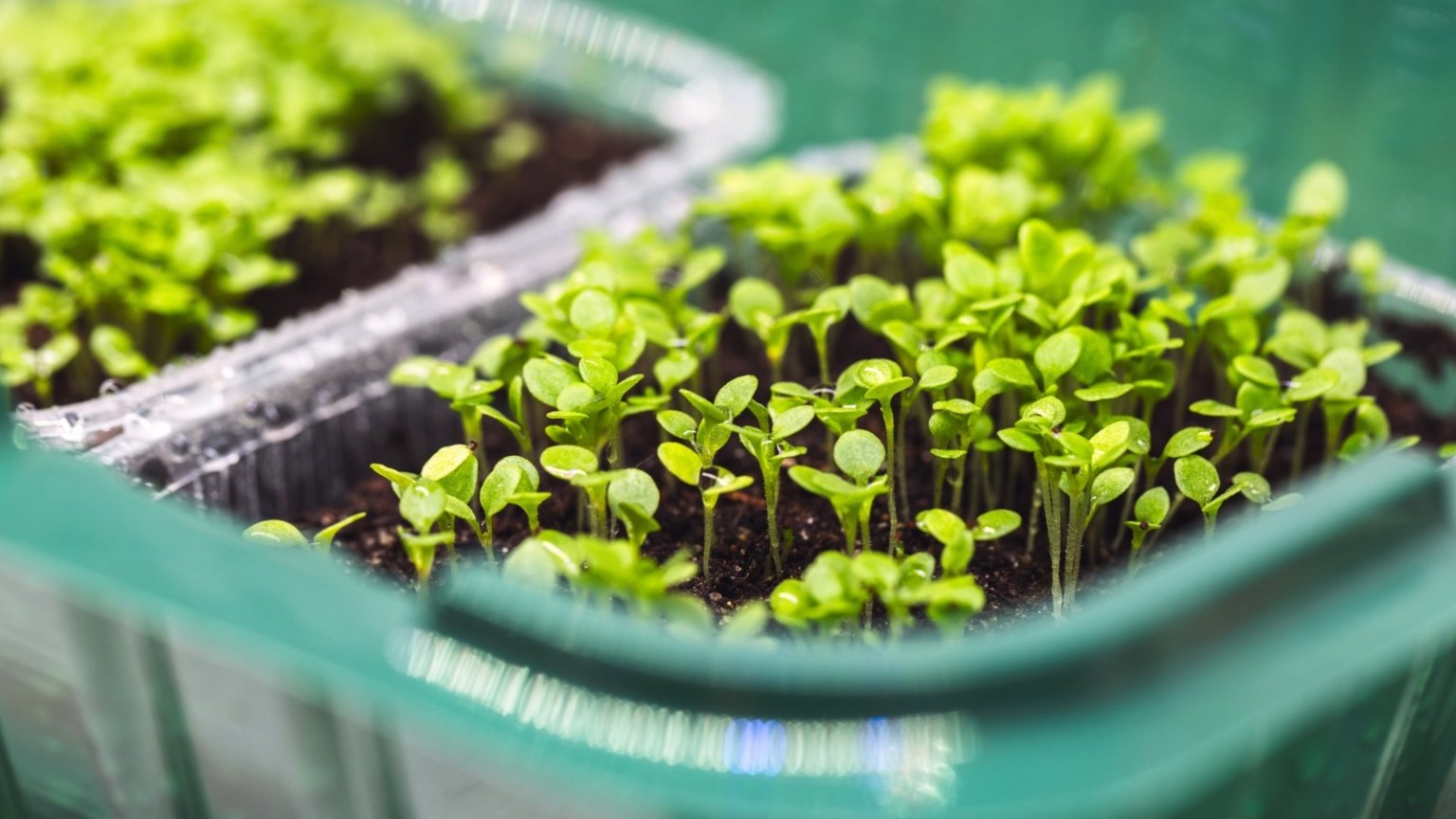 How to Fix Overcrowded Seedlings in 5 Easy Steps